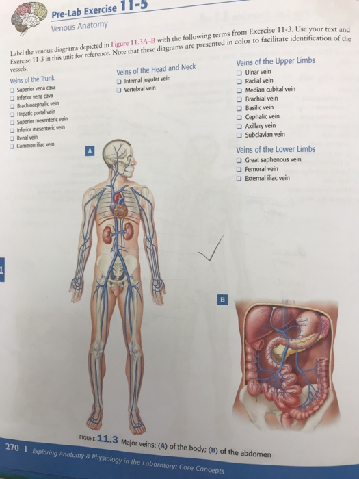 Solved Pre-Lab Exercise 11-5 Venous Anatomy from Exercise | Chegg.com
