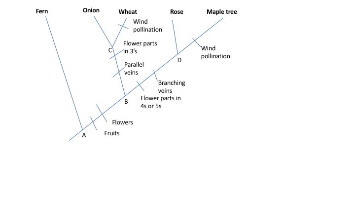 Solved What node indicates the most recent common ancestor | Chegg.com