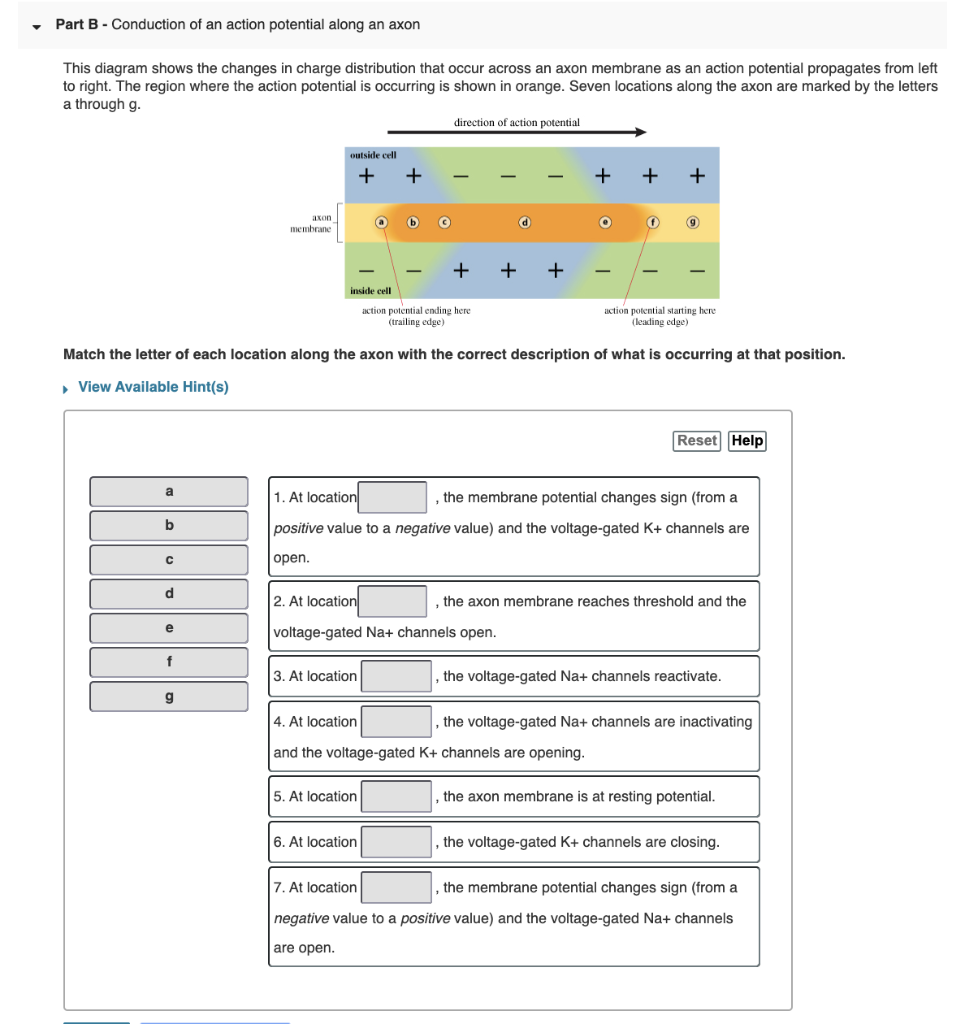 Solved Part B - Conduction of an action potential along an | Chegg.com
