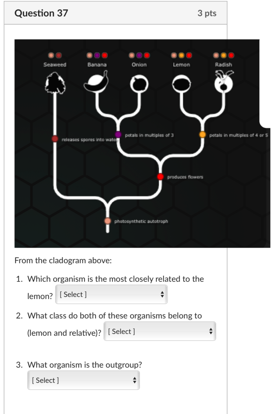 Solved Question 37 3 pts Seaweed Banana Onion Lemon Radish | Chegg.com