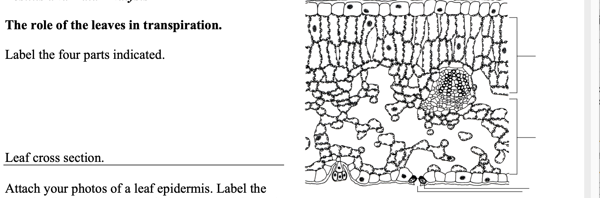 Solved The role of the leaves in transpiration. Label the | Chegg.com
