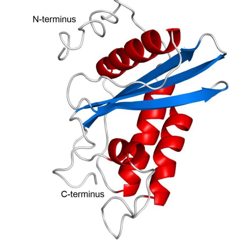 Solved How many are the secondary structural elements in the | Chegg.com