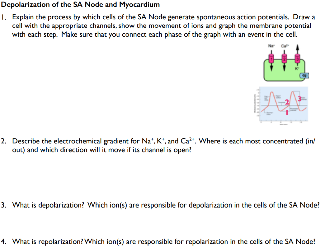 Solved Depolarization of the SA Node and Myocardium Explain | Chegg.com