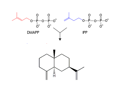 Solved From dimethylallyl pyrophosphate and isopentenyl | Chegg.com