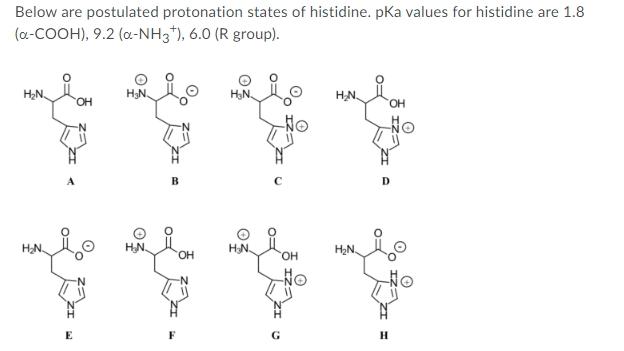 Solved Below are postulated protonation states of histidine. | Chegg.com