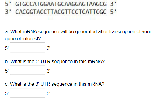 Solved 5′ GTGCCATGGAATGCAAGGAGTAAGCG 3′ 3' | Chegg.com