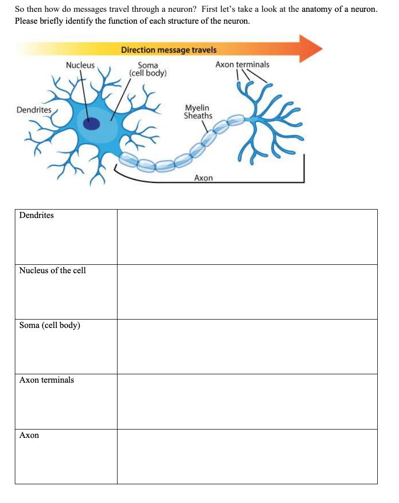 Solved So then how do messages travel through a neuron? | Chegg.com