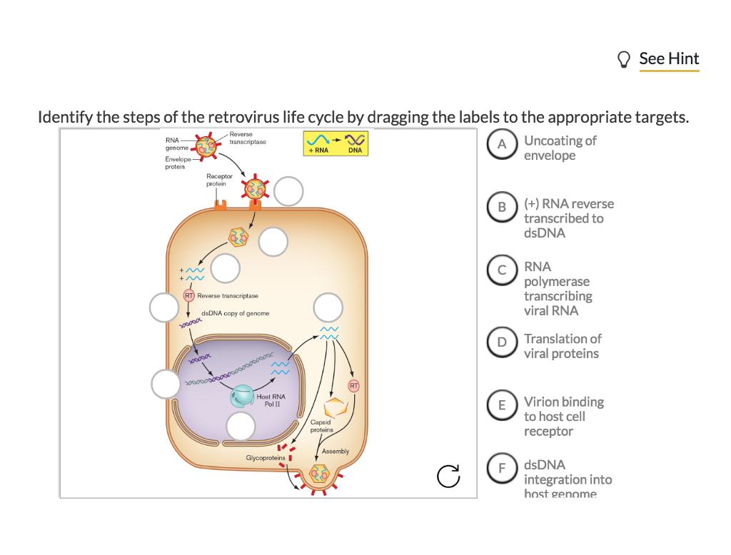 Retrovirus Life Cycle