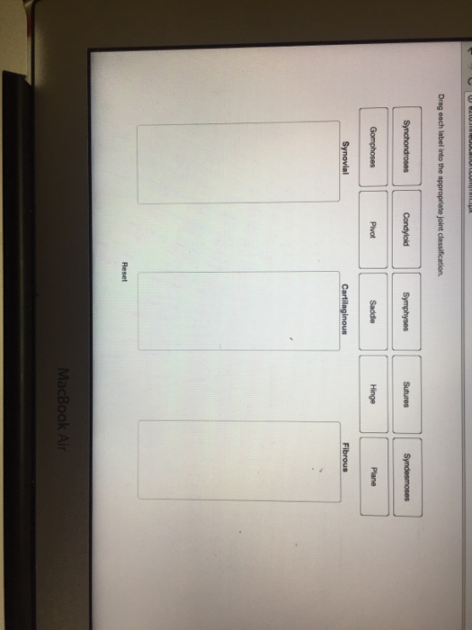Solved Drag each label into the appropriate Joint | Chegg.com Solved Drag each label into the appropriate Joint | Chegg.com