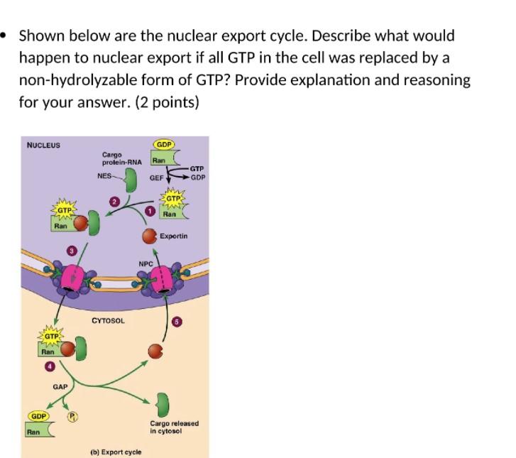 Solved • Shown below are the nuclear export cycle. Describe | Chegg.com