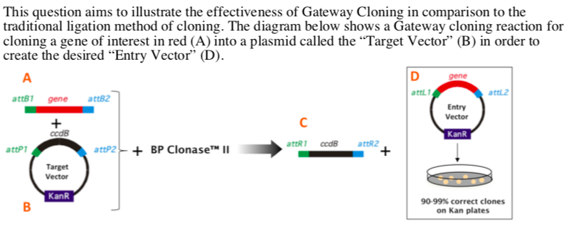 Solved What method is used to add the attB1 and attB2 sites | Chegg.com
