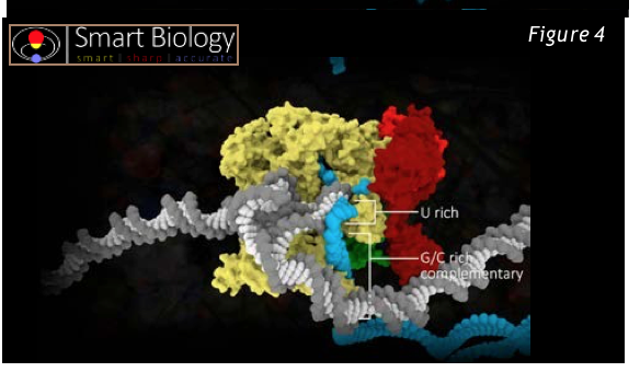 Solved Consider Figure 4. The G/C rich region followed by | Chegg.com
