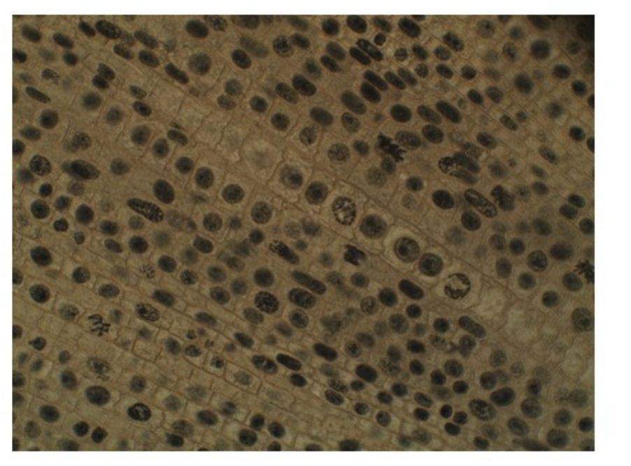 Solved Analyze the Onion Root tips images below and label | Chegg.com