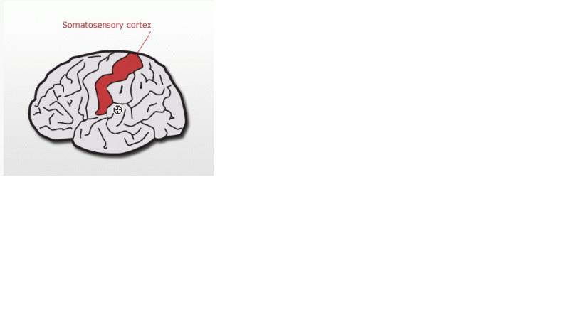Solved Somatosensory cortex | Chegg.com