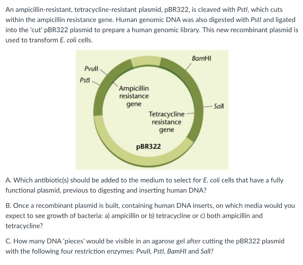Solved An ampicillin-resistant, tetracycline-resistant | Chegg.com