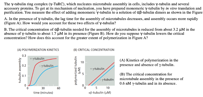 Solved The γ-tubulin ring complex (γ-TuRC), which nucleates | Chegg.com