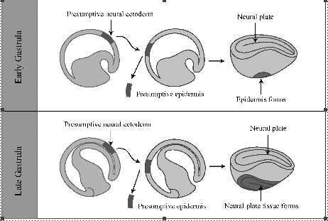 Frog Neural Plate
