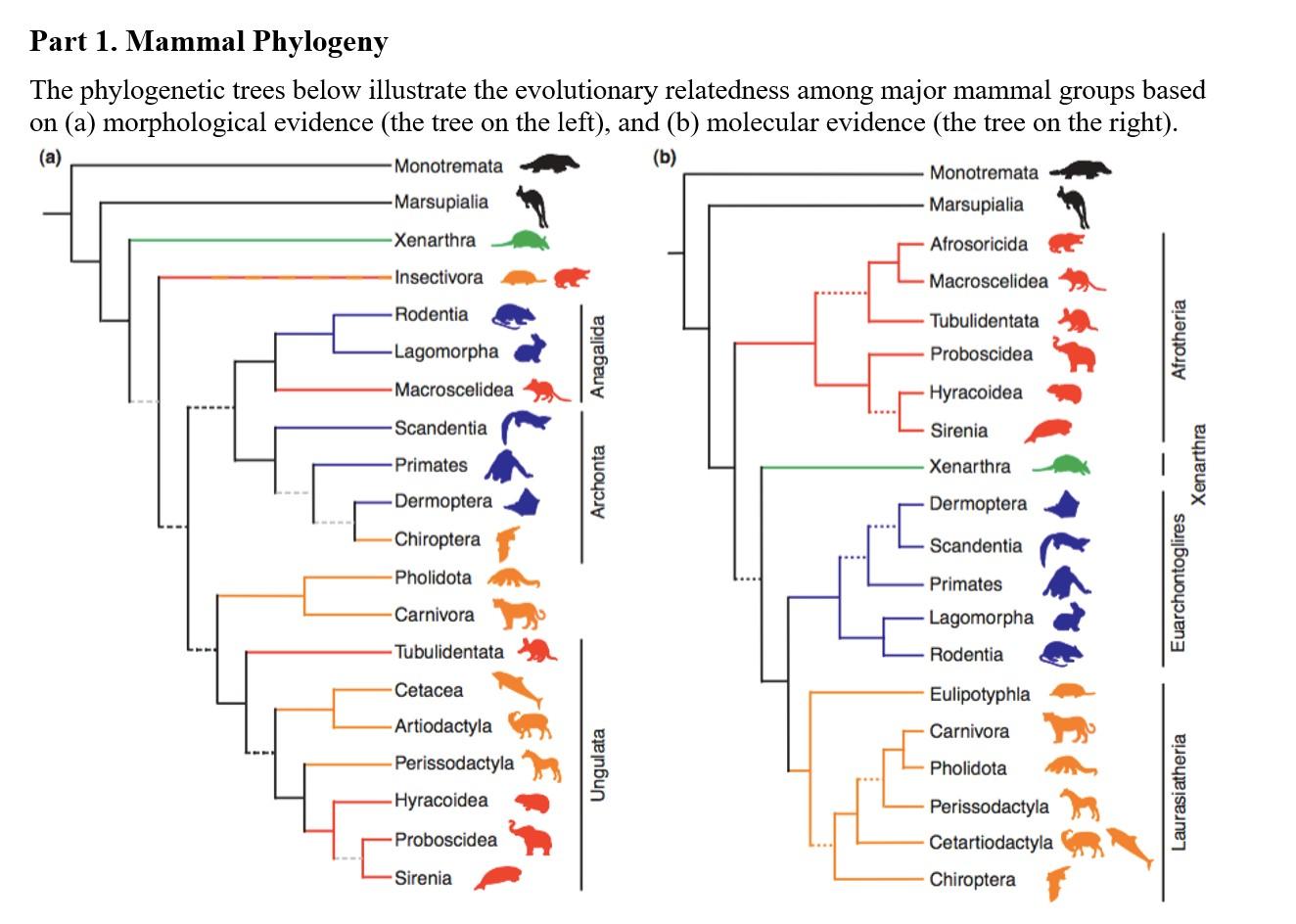 Solved Question: Note the position of the group Chiroptera | Chegg.com