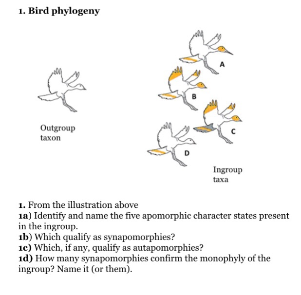 Solved 1. Bird phylogeny Outgroup taxon Ingroup taxa 1. From | Chegg.com
