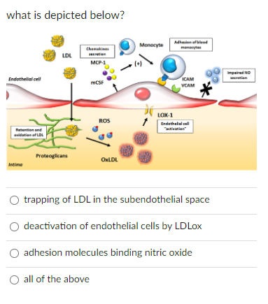 Solved what is depicted below? trapping of LDL in the | Chegg.com