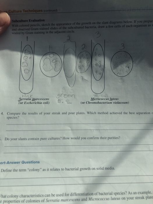 Solved Culture Techniques (continued) Subculture Evaluation | Chegg.com