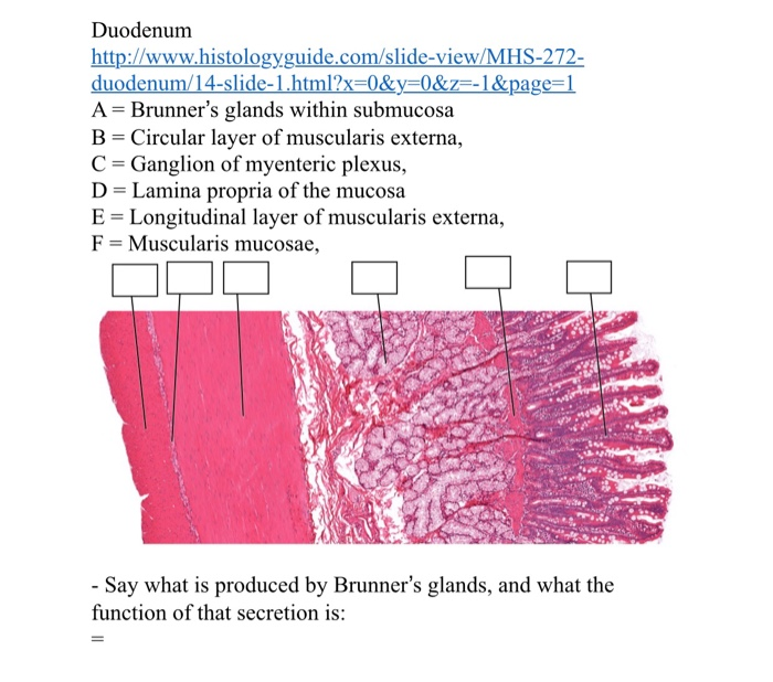 Solved Duodenum | Chegg.com
