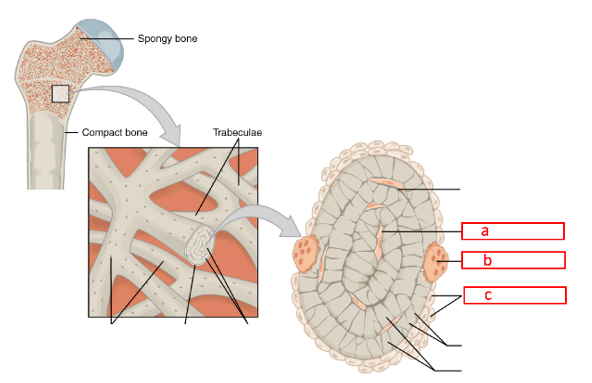 Solved Spongy bone -Compact bone Trabeculae b | Chegg.com