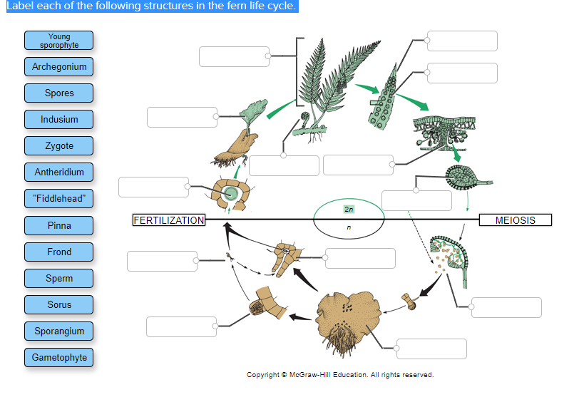 Solved Label each of the following structures in the fern | Chegg.com