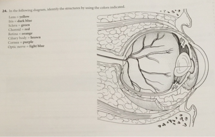 Solved 24. In the following diagram, identify the structures | Chegg.com