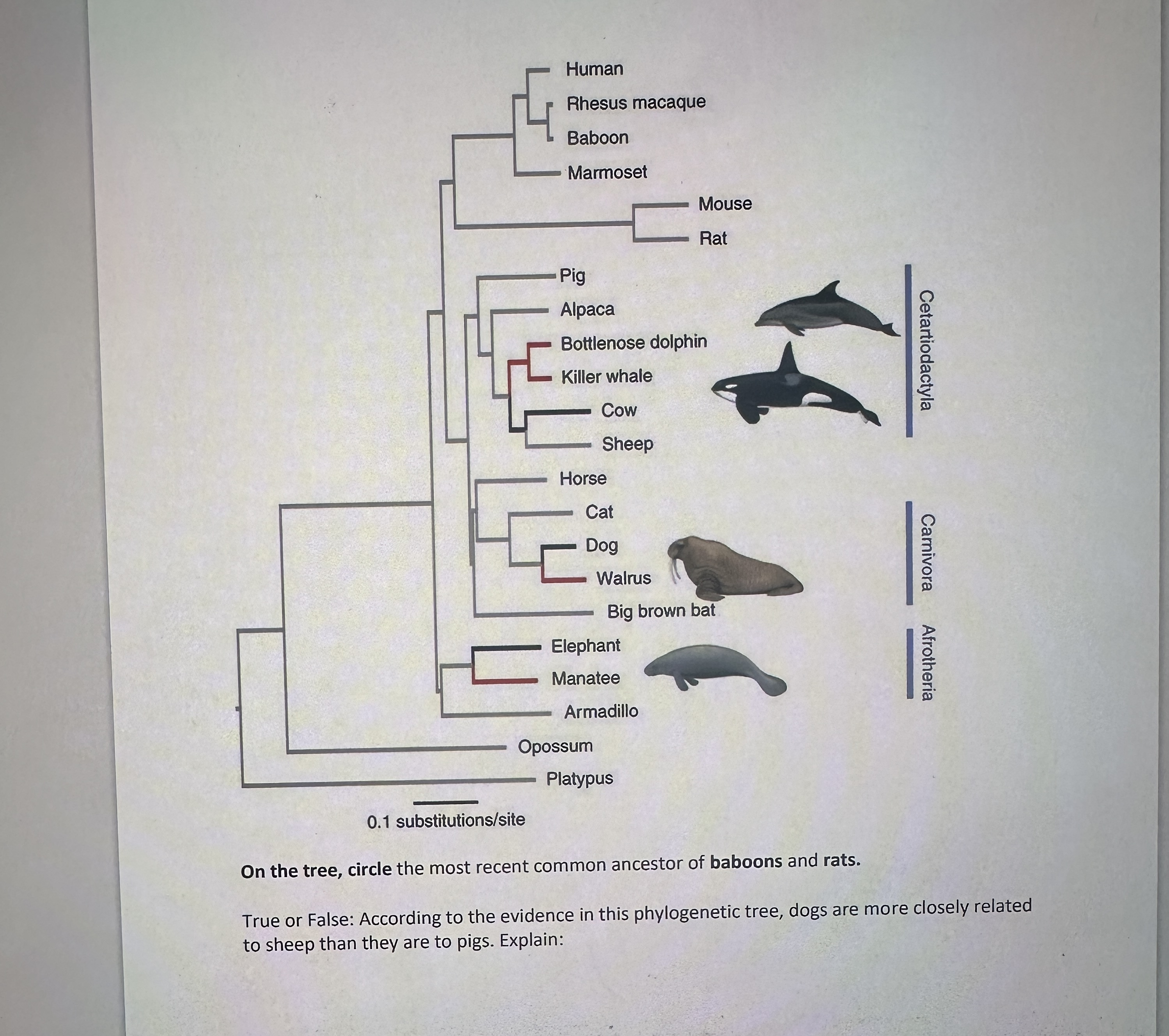 Solved On the tree, circle the most recent common ancestor | Chegg.com