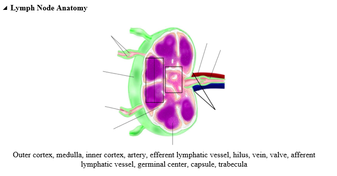 Solved Lymph Node Anatomy Outer cortex, medulla, inner | Chegg.com