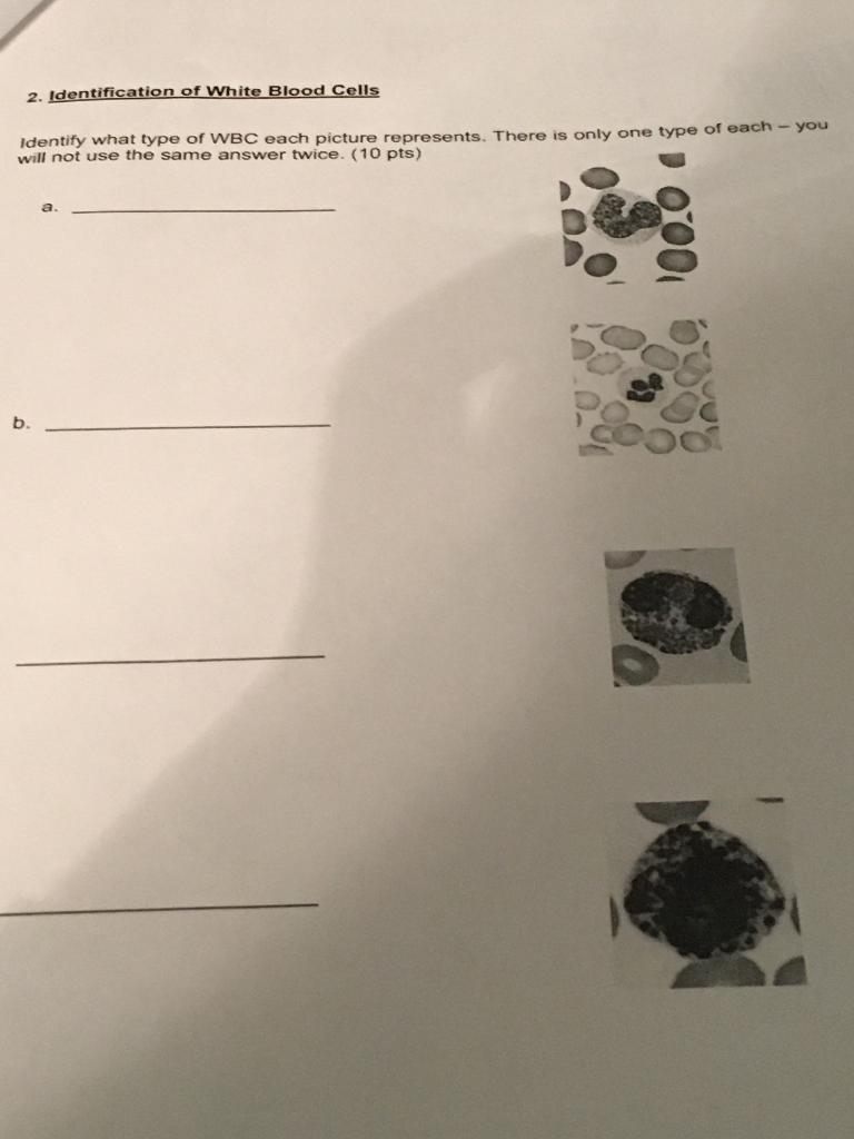 Solved 2. Identification of White Blood Cells Identify what | Chegg.com