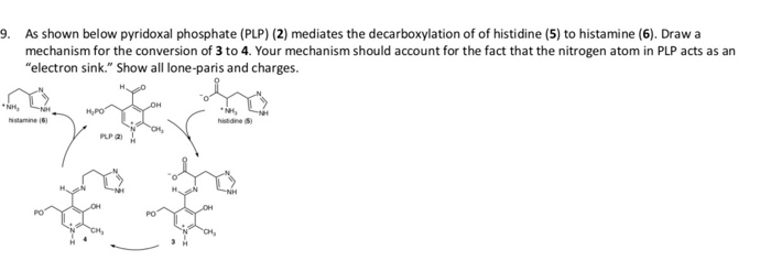 Solved As shown below pyridoxal phosphate (PLP) (2) mediates | Chegg.com