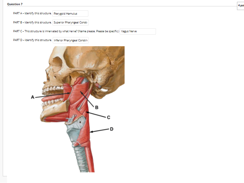Solved Question 7 4 pol PART A-Identify this structure. | Chegg.com