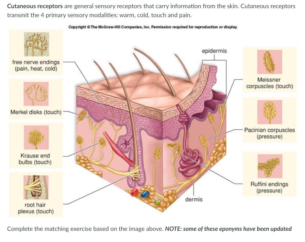The Sensory Receptors In Skin