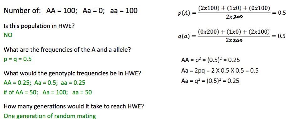 Solved how can you tell if a population is in hardy weinberg | Chegg.com