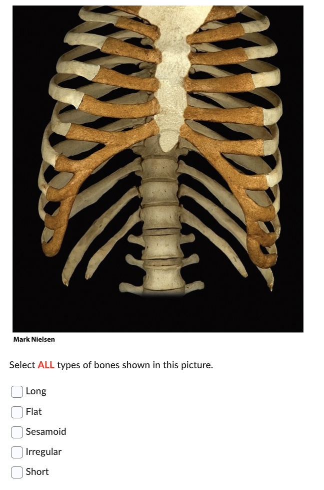 Types Of Irregular Bones
