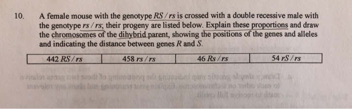 Solved 10. A female mouse with the genotype RS/rs is crossed | Chegg.com