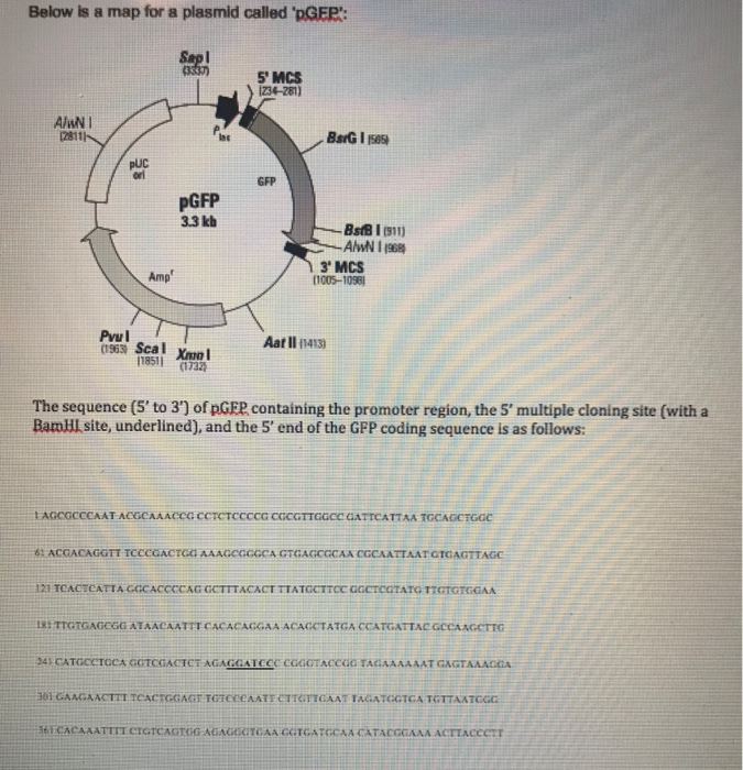 Solved Below is a map for a plasmid called 'pGEP: 5 MCS | Chegg.com