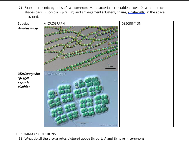 Solved 2) Examine the micrographs of two common | Chegg.com