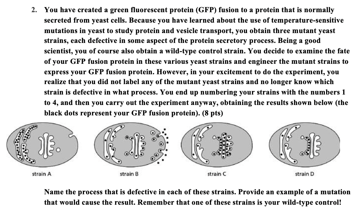 Solved 2. You have created a green fluorescent protein (GFP) | Chegg.com