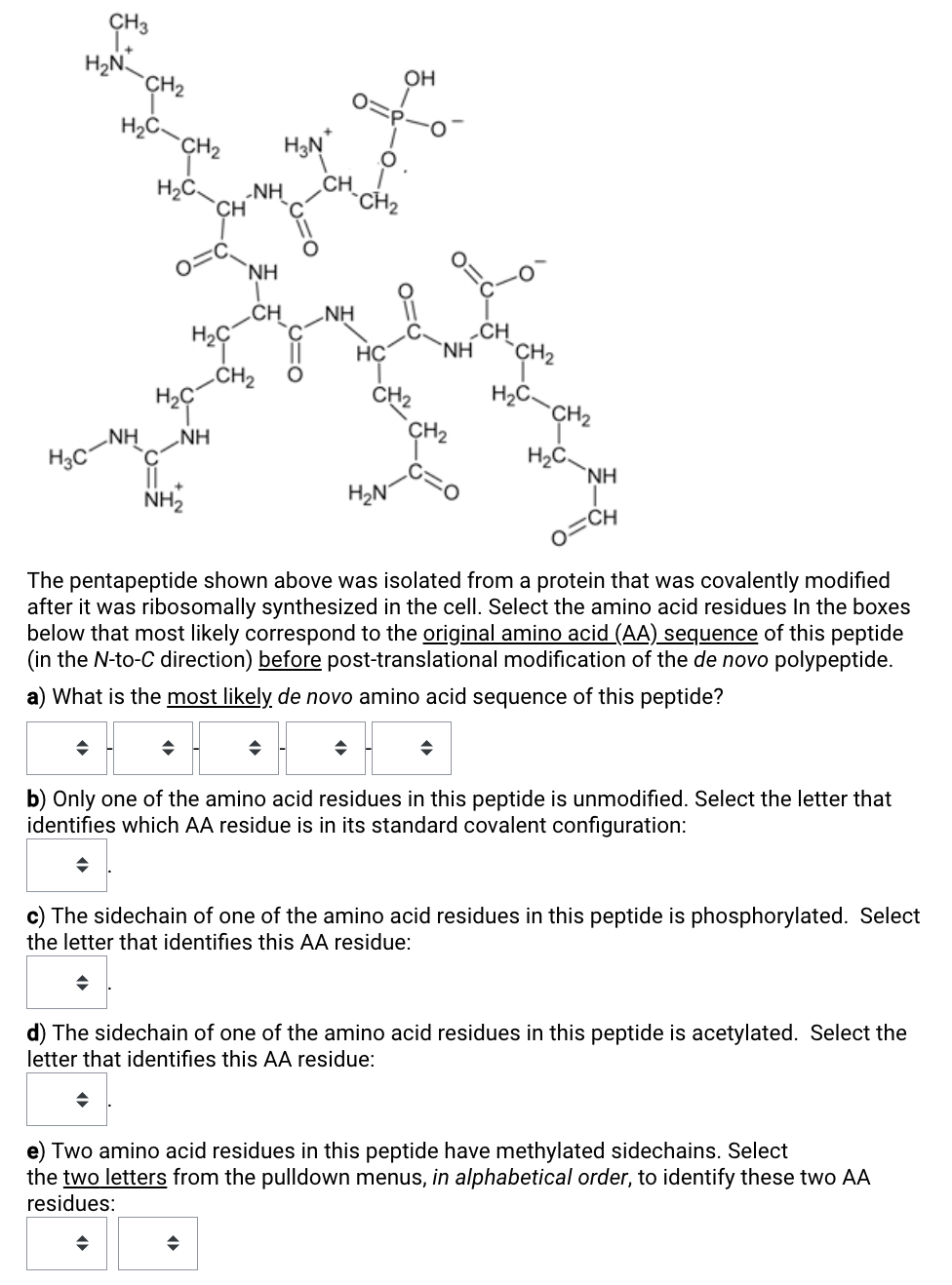 The pentapeptide shown above was isolated from a | Chegg.com
