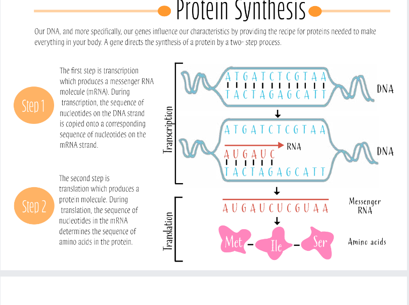 DNA is the blueprint of life. Your genetic code | Chegg.com