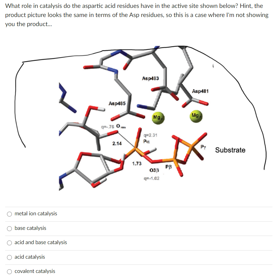 Solved What role in catalysis do the aspartic acid residues | Chegg.com