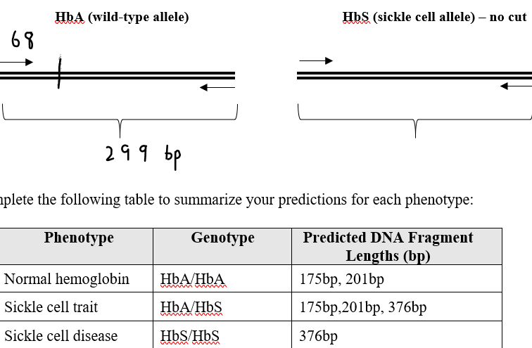 HbA (wild-type allele) HbS (sickle cell allele) - no | Chegg.com