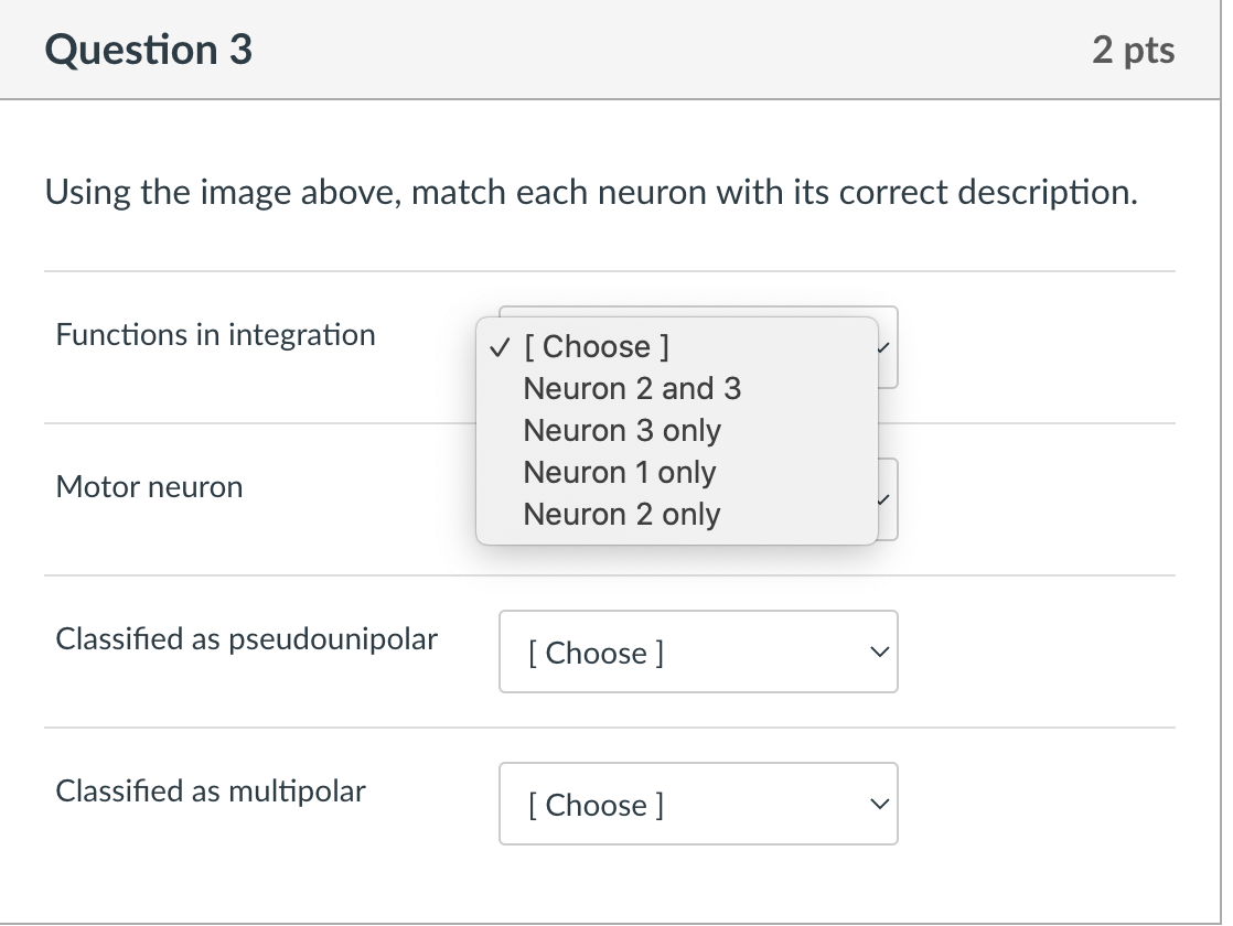 Solved Using the image above, match each neuron with its | Chegg.com