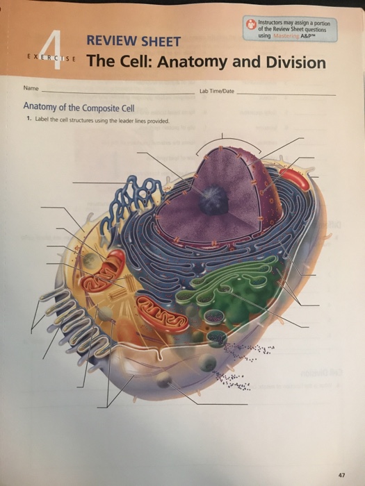 Solved Instructors may assign a portion of the Review Sheet | Chegg.com