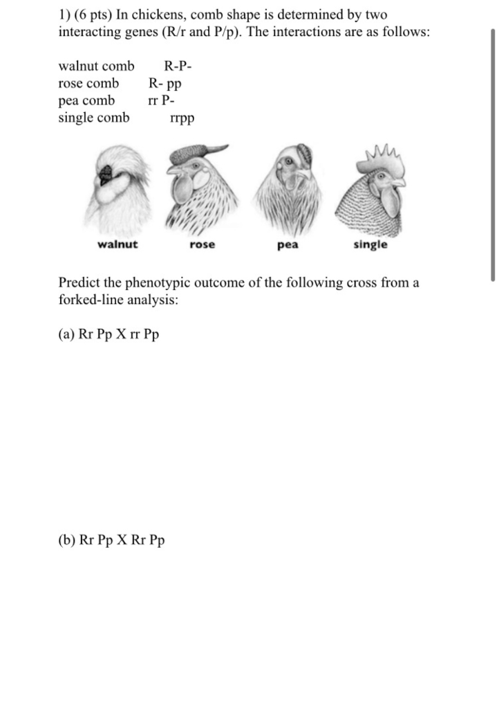 Solved 1) (6 pts) In chickens, comb shape is determined by | Chegg.com