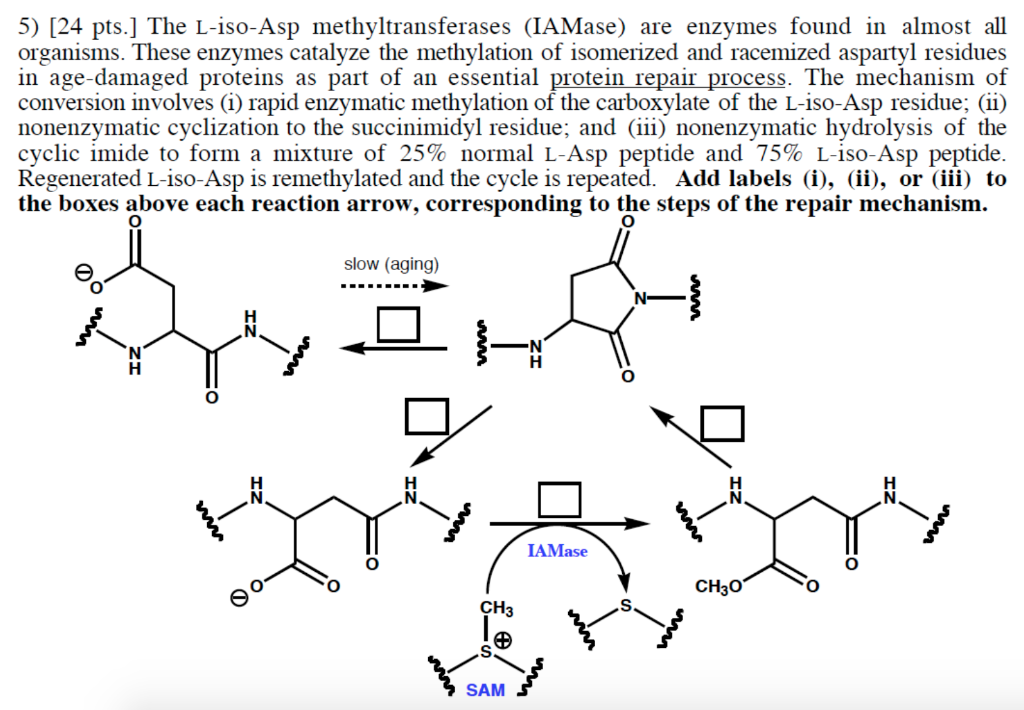 Solved 5) [24 pts.] The L-iso-Asp methyltransferases | Chegg.com