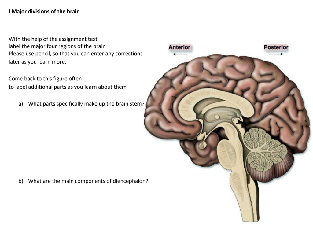 Solved I Major divisions of the brain Anterior Posterior | Chegg.com